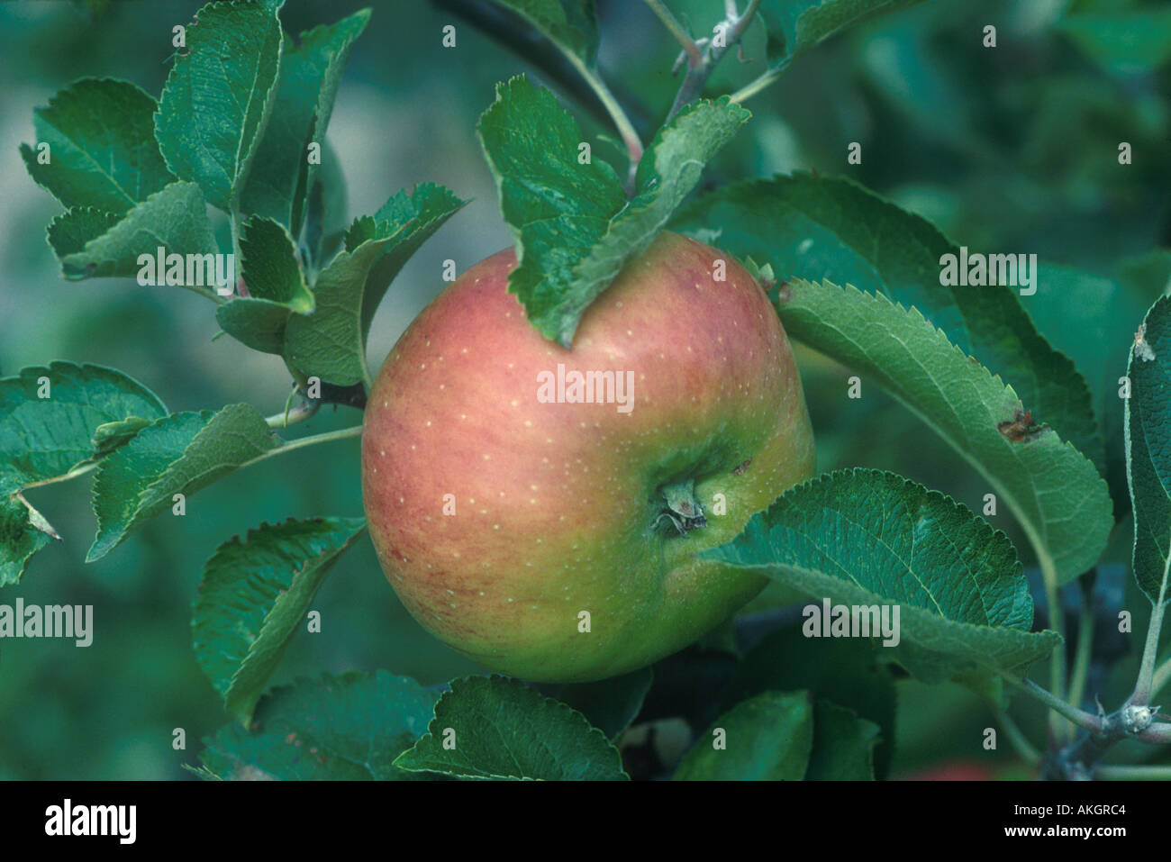 Cultivated Apple Malus domestica Leaf fruit Stock Photo - Alamy