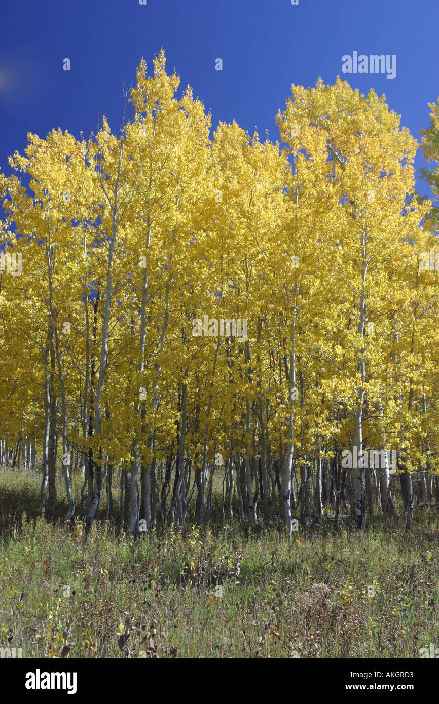 Aspen trees populus tremuloides teton hi-res stock photography and ...
