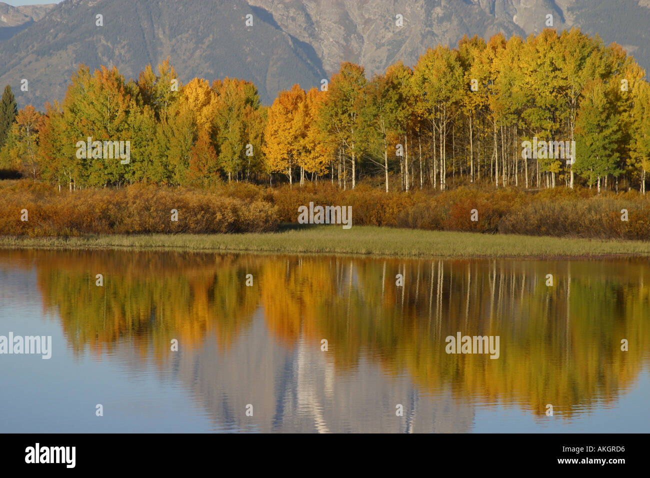 Quaking aspen mountain hi-res stock photography and images - Alamy