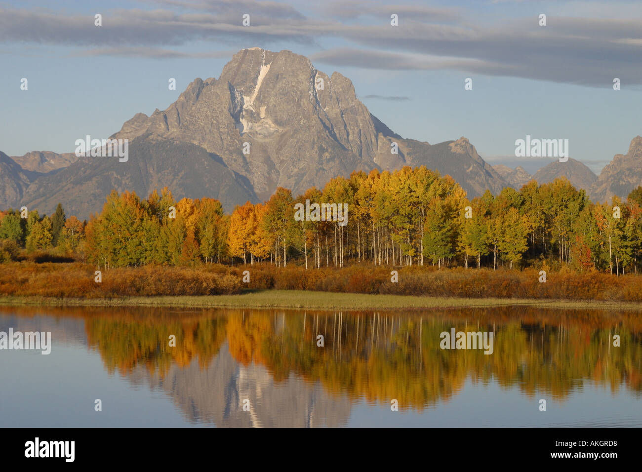 Quaking Aspen populus tremuloides reflections at Oxbow Bend Teton ...