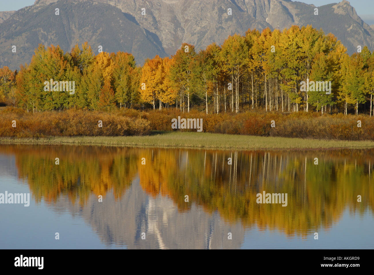 Quaking Aspen and Willow scrub populus tremuloides reflections at Oxbow ...