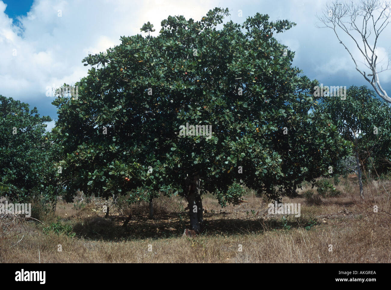 Tree Cashewnut Anacardium occidentale Stock Photo - Alamy