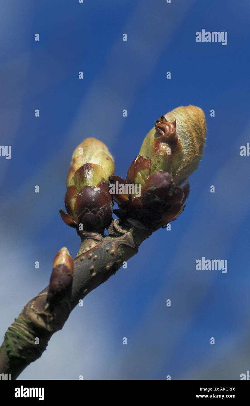 Sticky buds hi-res stock photography and images - Alamy