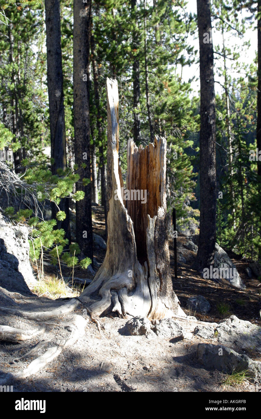 Tree trees stump hi-res stock photography and images - Alamy