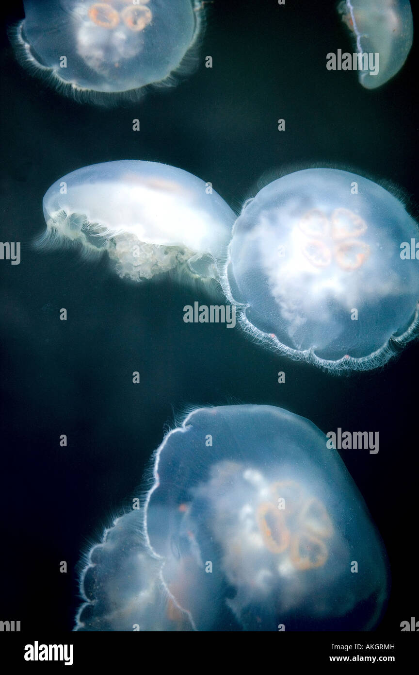 group of jelly fish Stock Photo - Alamy