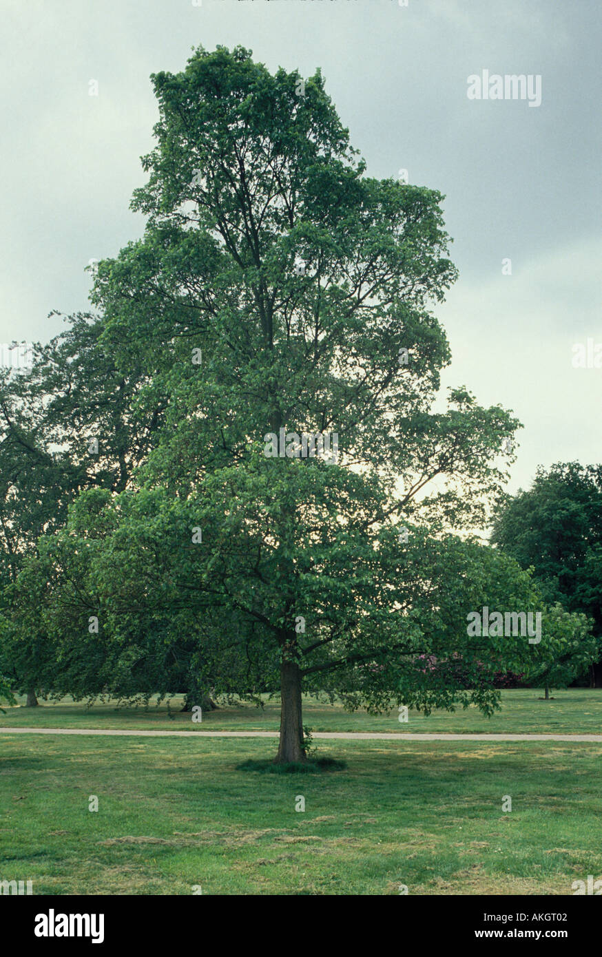European White Elm Ulmus laevis Whole tree Stock Photo - Alamy