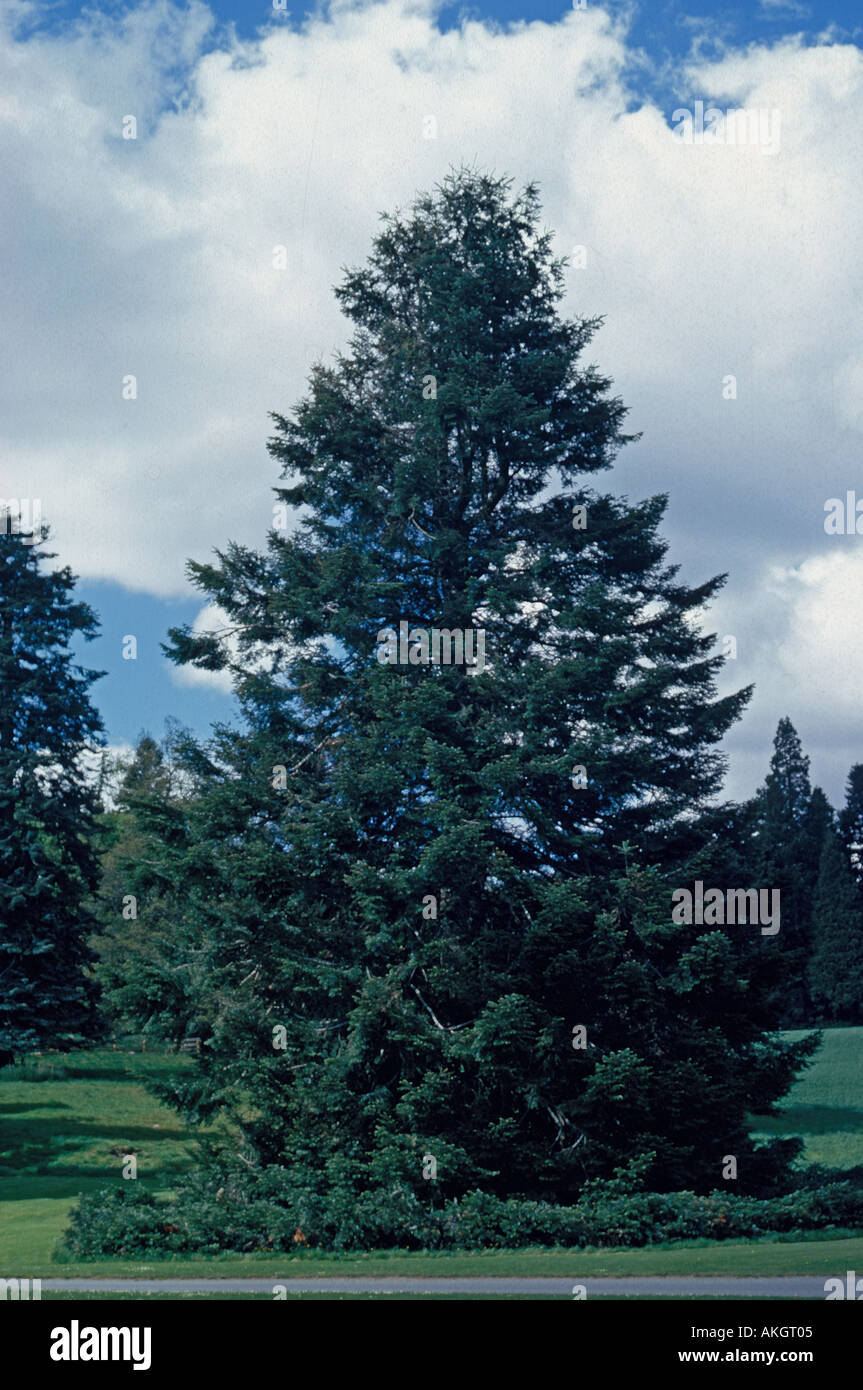 Giant Fir Abies grandis Stock Photo - Alamy
