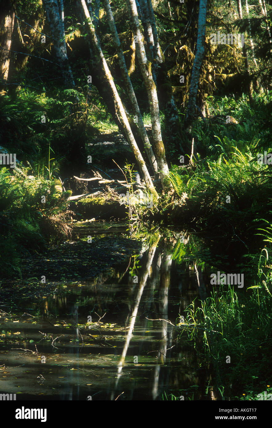 Tree Rainforest Ferns and tree vegetation reflected in water Hoh ...