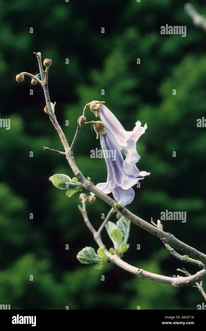 Foxglove tree Paulownia tomentosa close up of branch with flowers Stock ...
