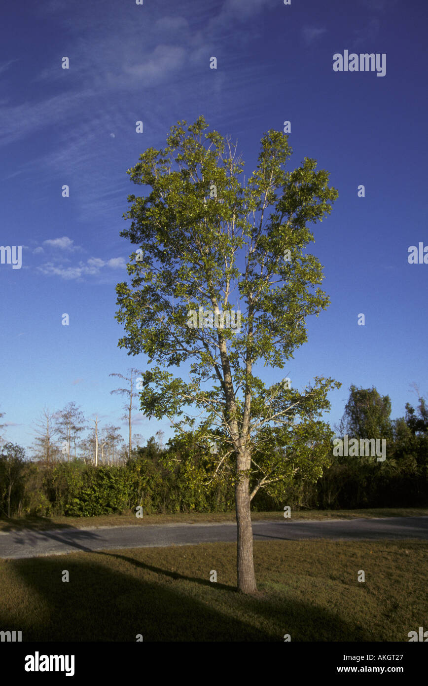 Mahogany Tree Swietenia mahagoni Stock Photo - Alamy