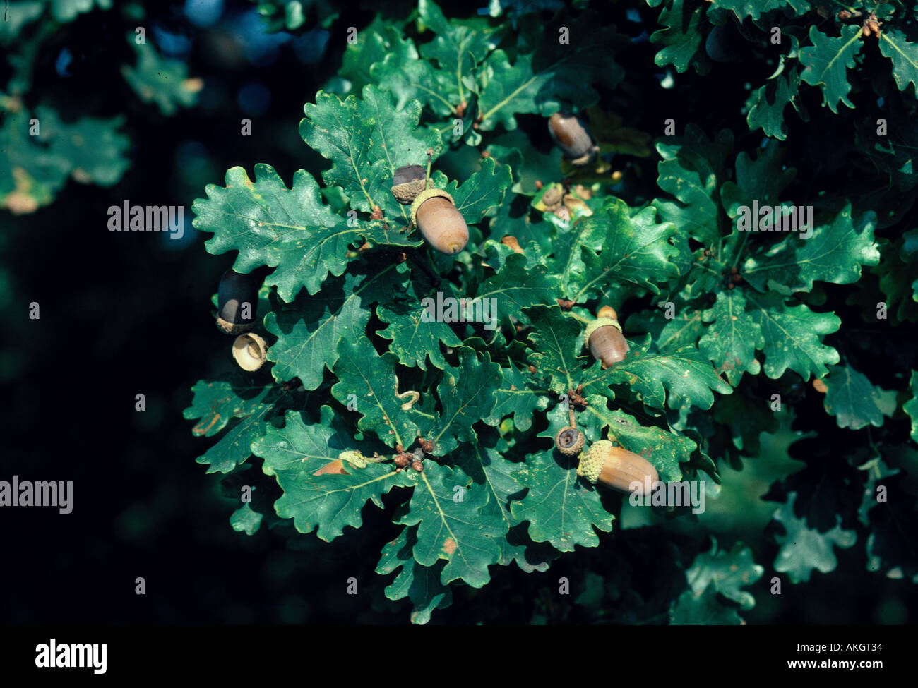 Oak leaves and acorns hi-res stock photography and images - Alamy