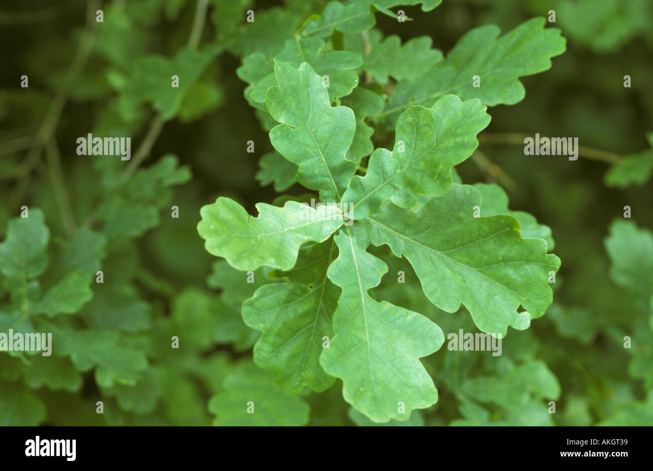 Quercus robus hi-res stock photography and images - Alamy