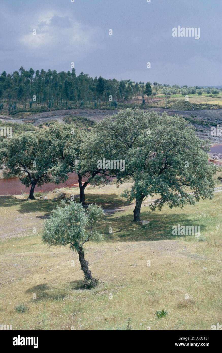 Holm Oak Evergreen Oak Quercus ilex Four trees River in background S ...