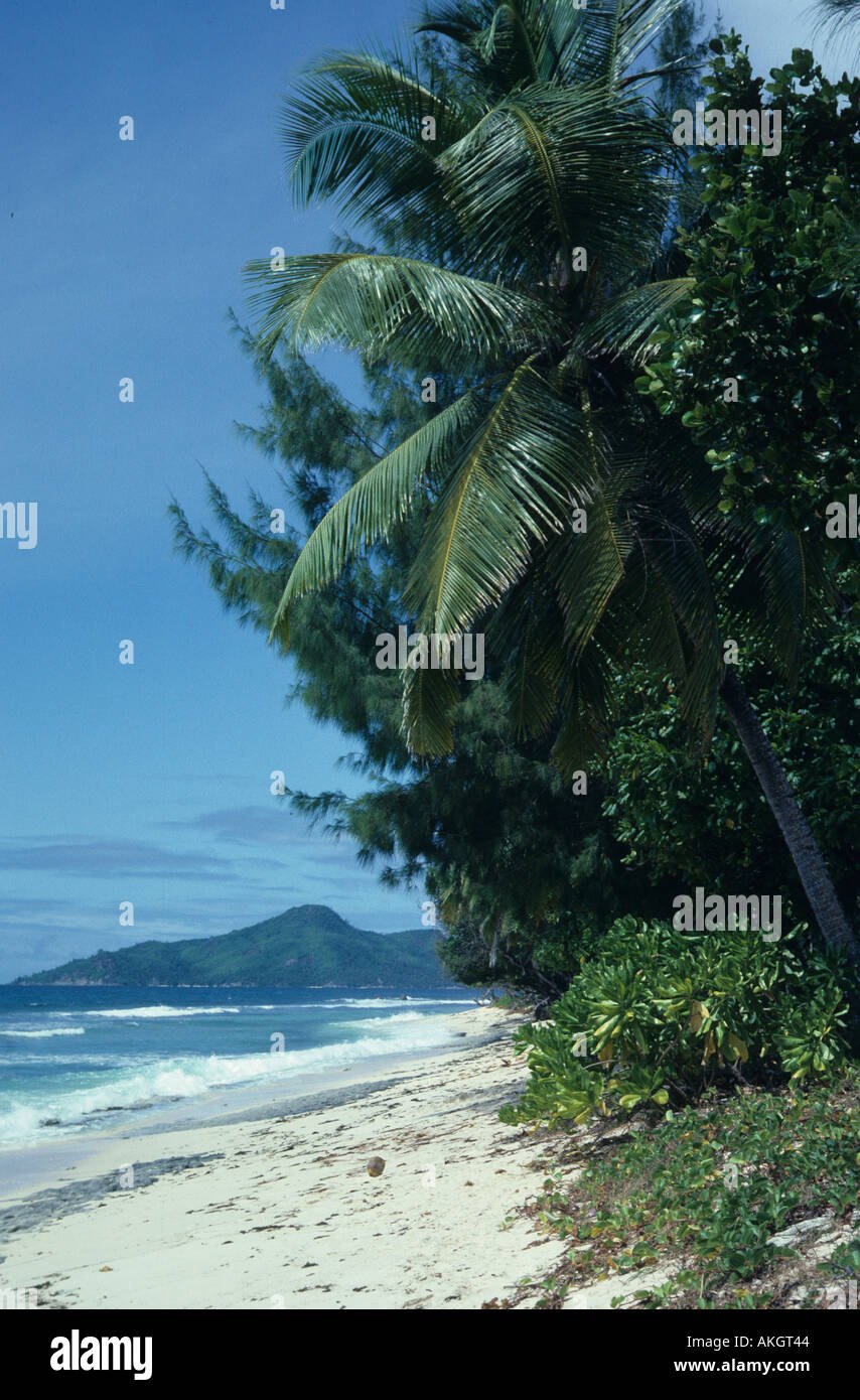 Tree Palm Coconut Cocos nucifera next to beach sea Anse Royale Bay Mahe ...