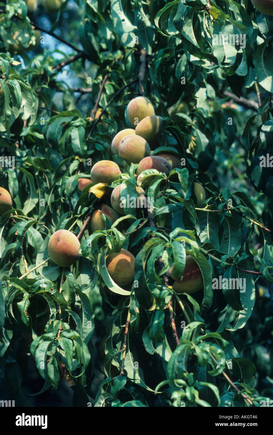 Peach Tree Prunus persica Stock Photo - Alamy