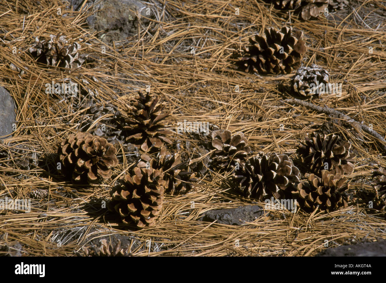 Pine Ponderosa or Western Yellow Pine Pinus ponderosa Old pine cones ...