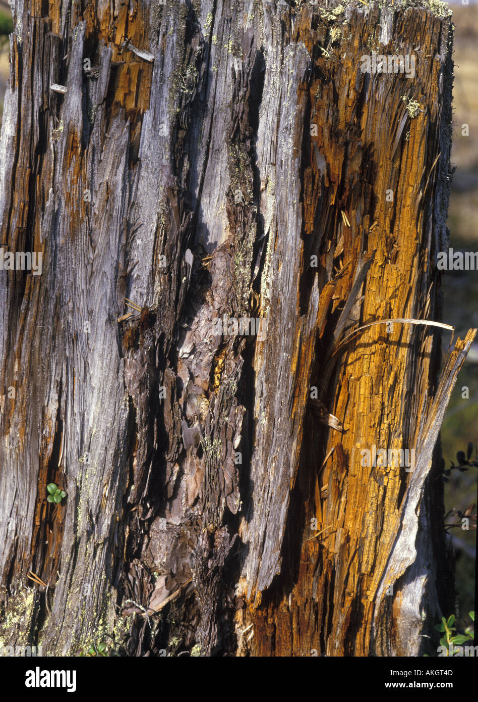 Rotting pine hi-res stock photography and images - Alamy