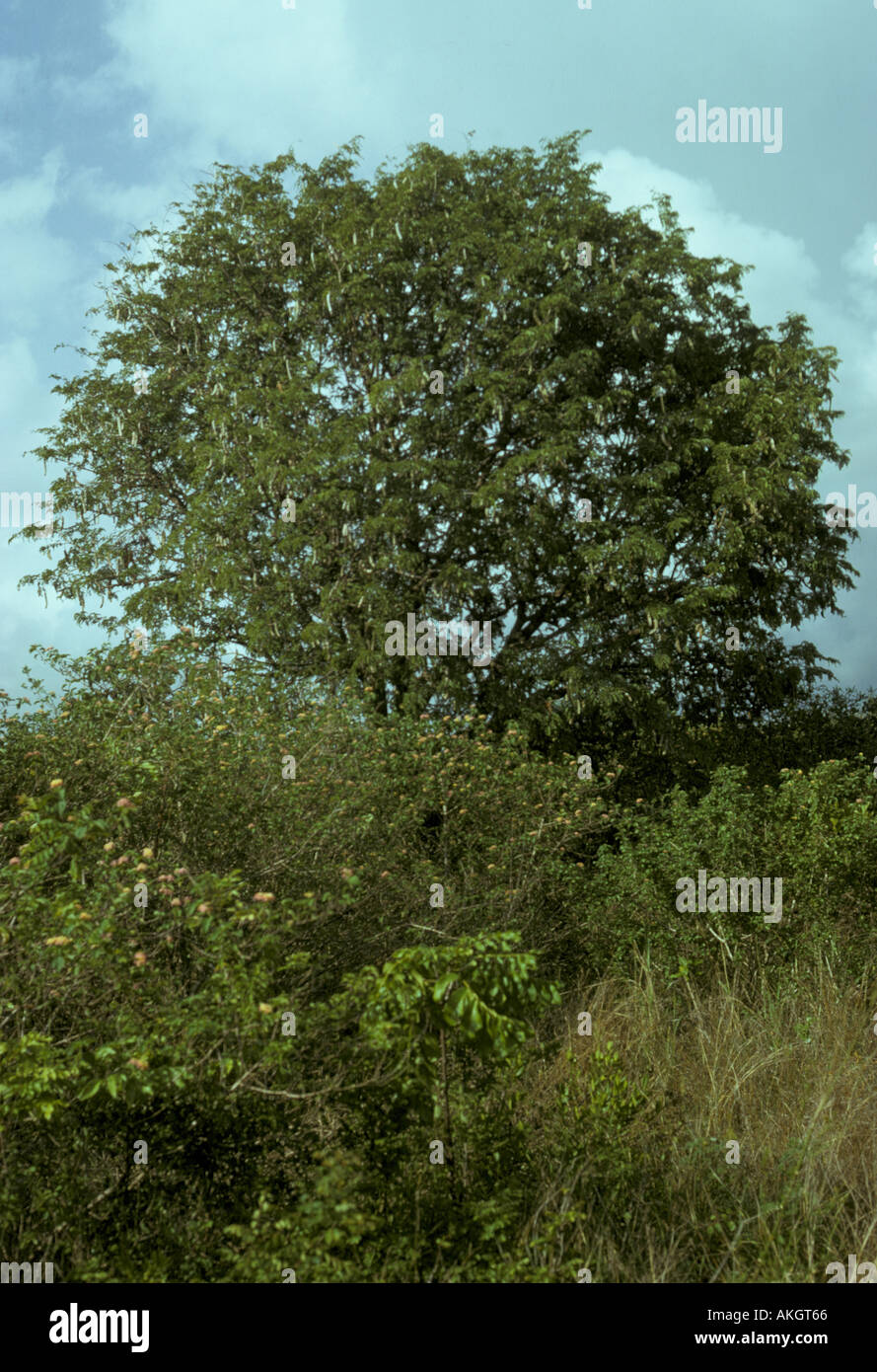 Tamarind Tree Tamarindus indica Stock Photo - Alamy
