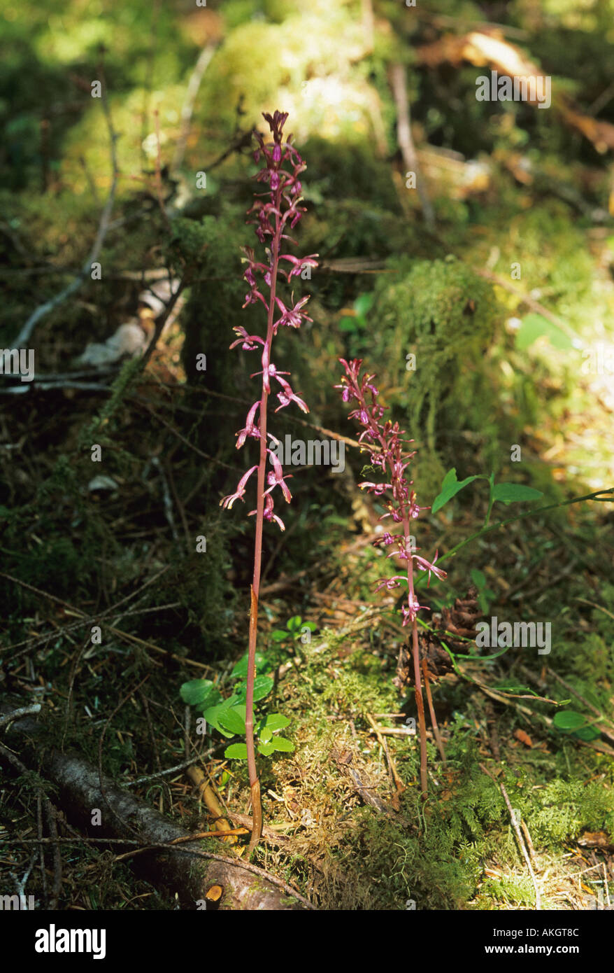 Western Coral Root Corallorhiza mertensiana Washington State USA Stock ...