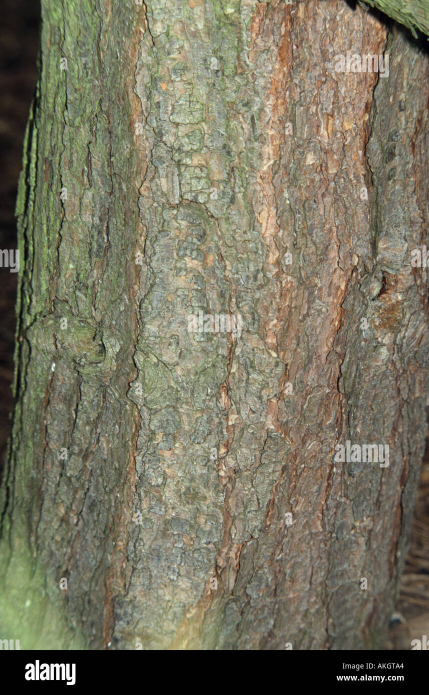 Aleppo pine bark hi-res stock photography and images - Alamy