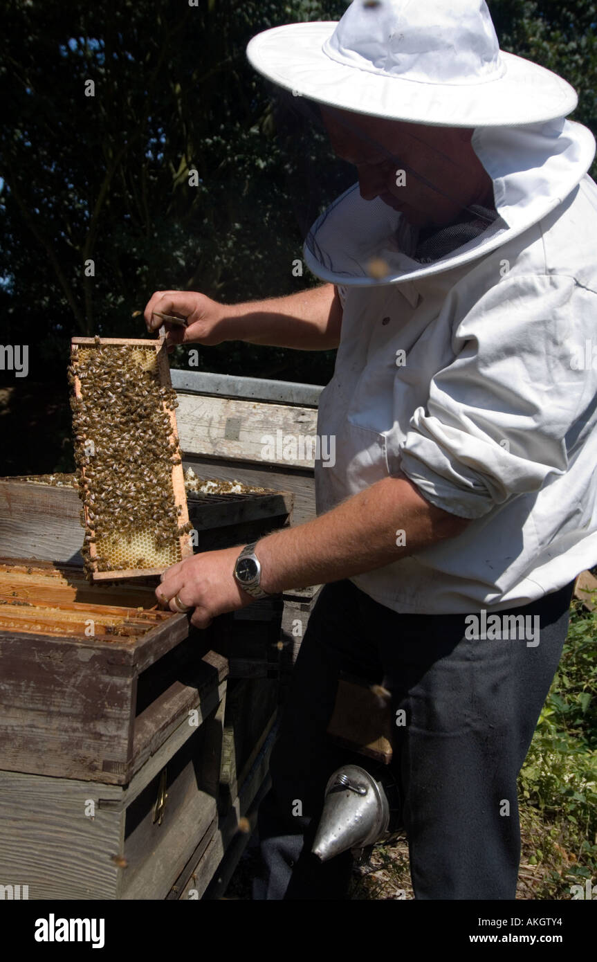 beekeeper with hive Stock Photo - Alamy