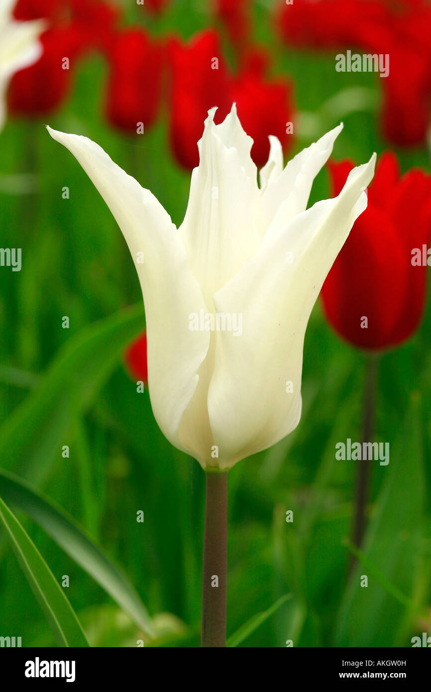 Lily-flowered tulips "White Triumphator Stock Photo - Alamy