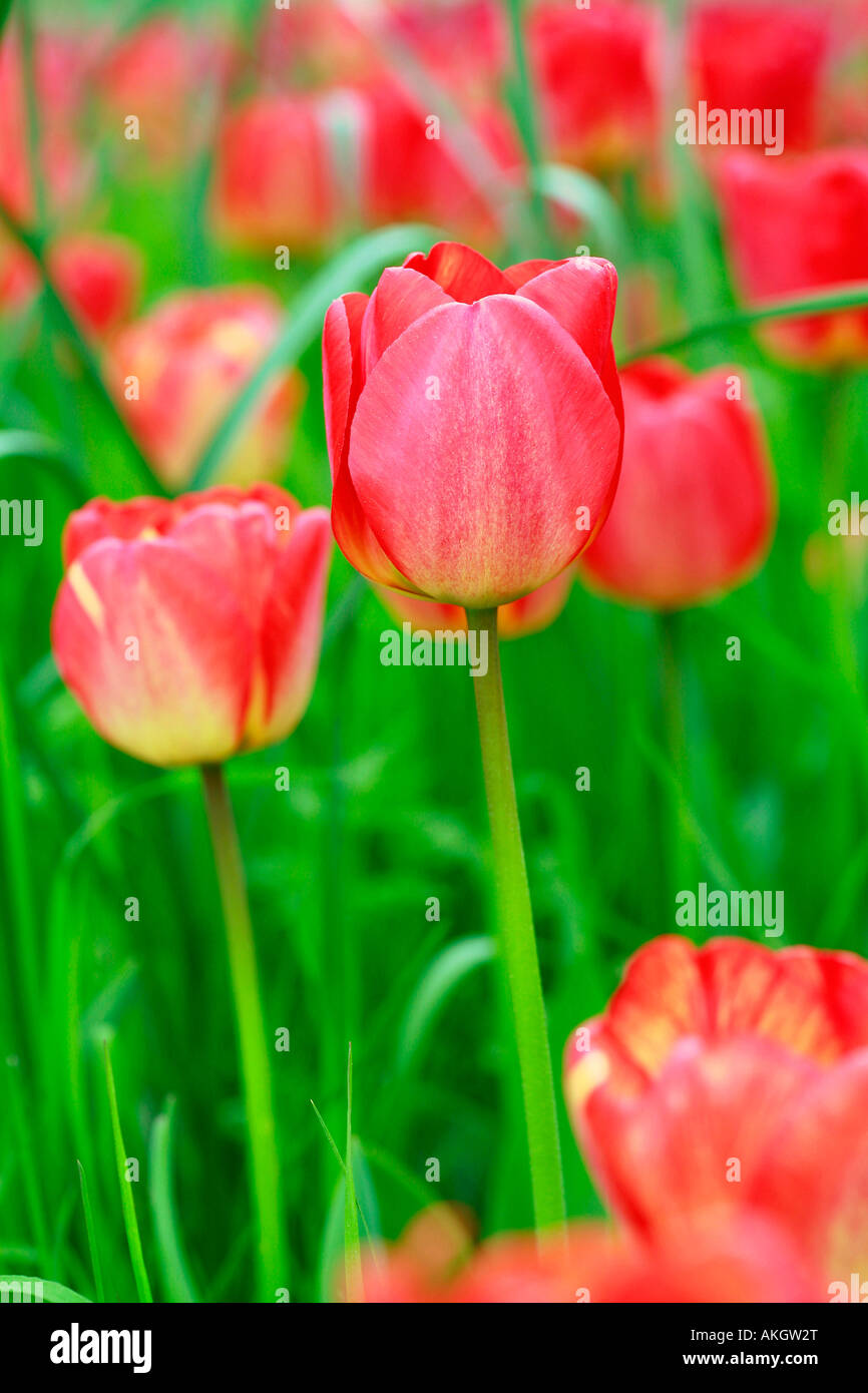 Triumph tulip "Judith Leyster Stock Photo - Alamy