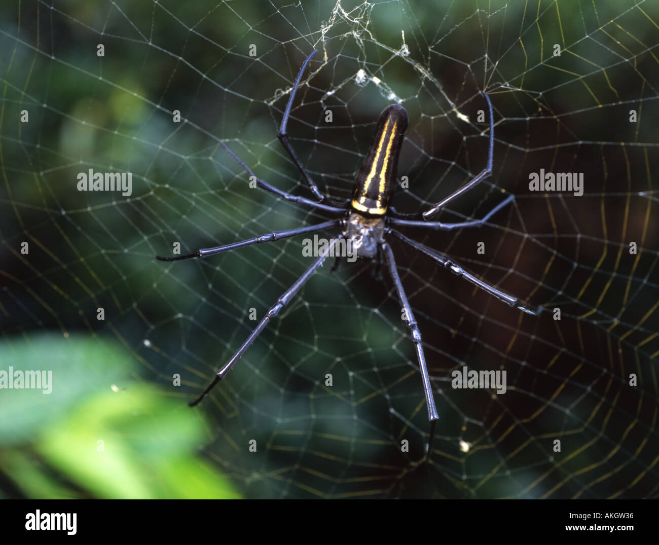 Okinawan orb spider Stock Photo - Alamy