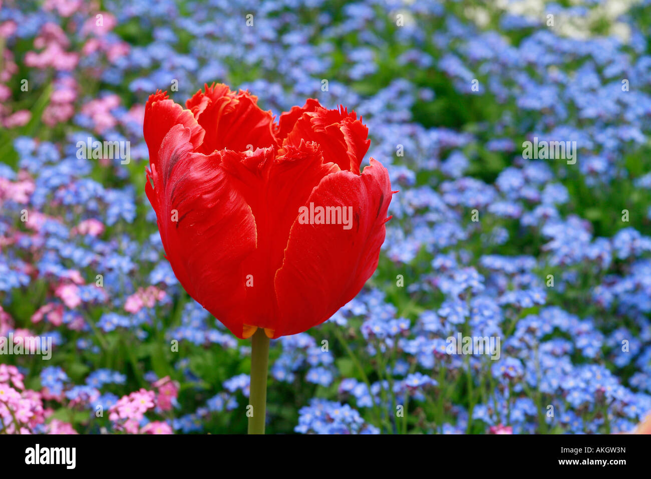 Parrot tulip "Karel Doorman Stock Photo - Alamy