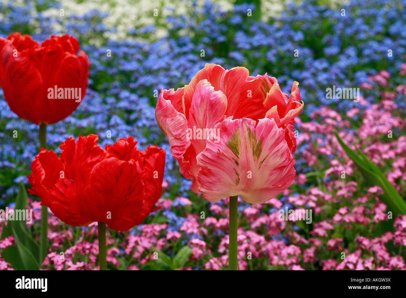 Karel Doorman Stock Photos & Karel Doorman Stock Images - Alamy