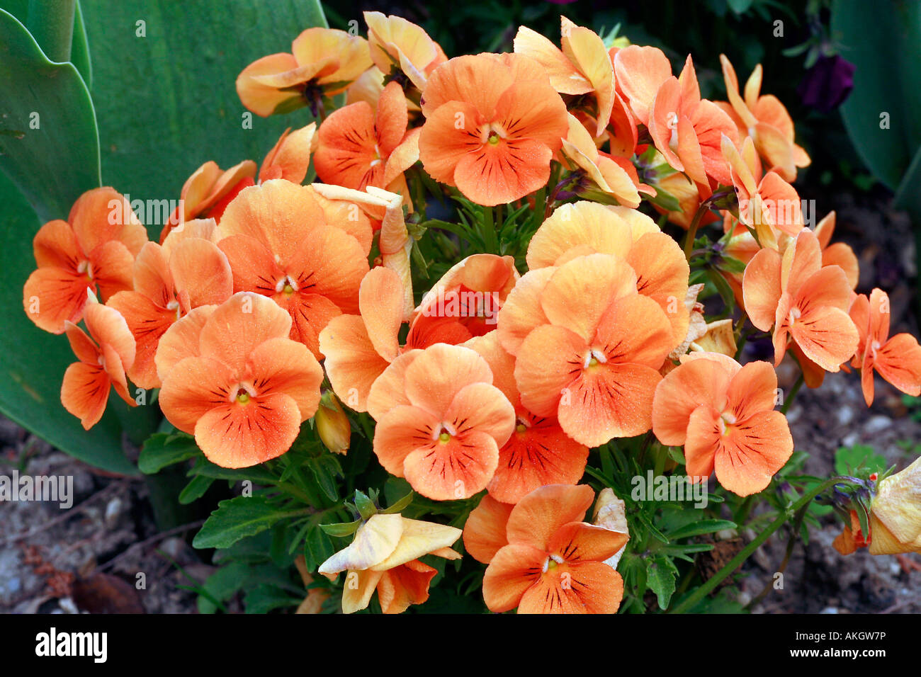 Viola cornuta "Twix Orange Stock Photo - Alamy