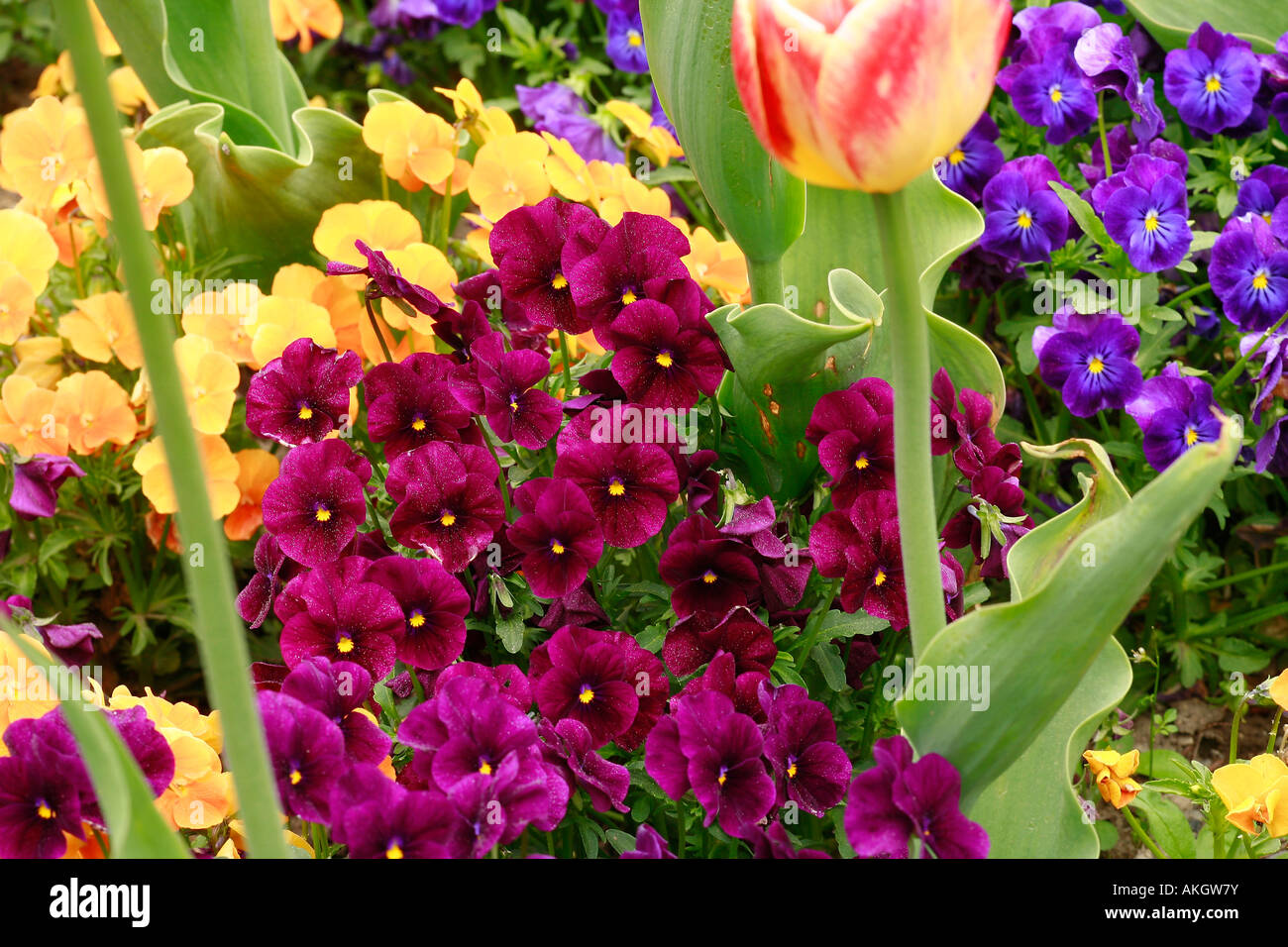 Viola cornuta "Twix Stock Photo - Alamy