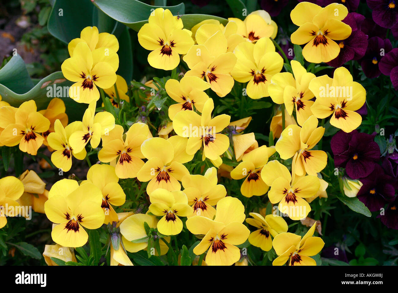 Viola cornuta "Twix Yellow Stock Photo - Alamy