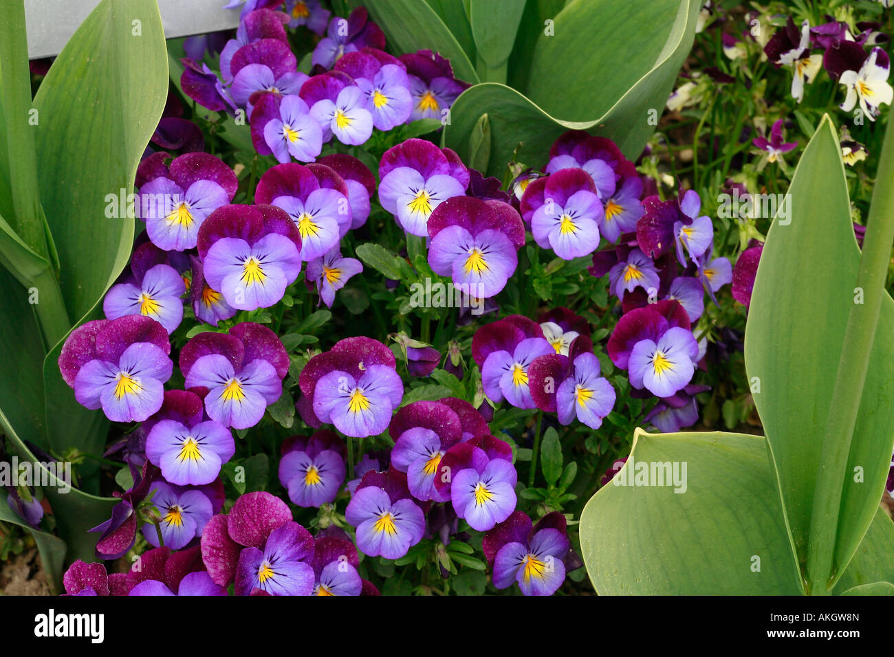 Viola cornuta "Twix Blue Violet Wing Stock Photo - Alamy