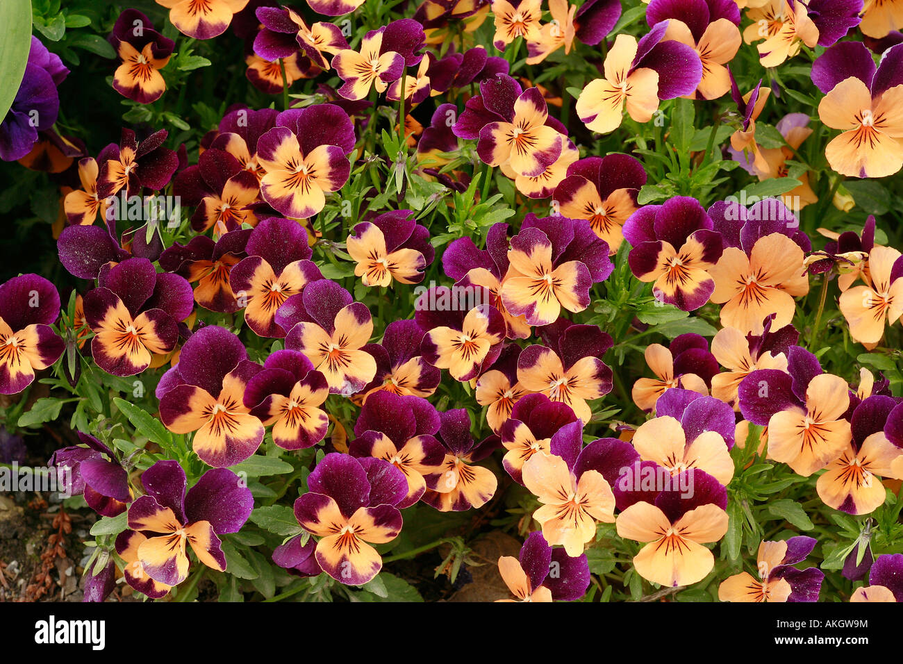 Twix orange hi-res stock photography and images - Alamy