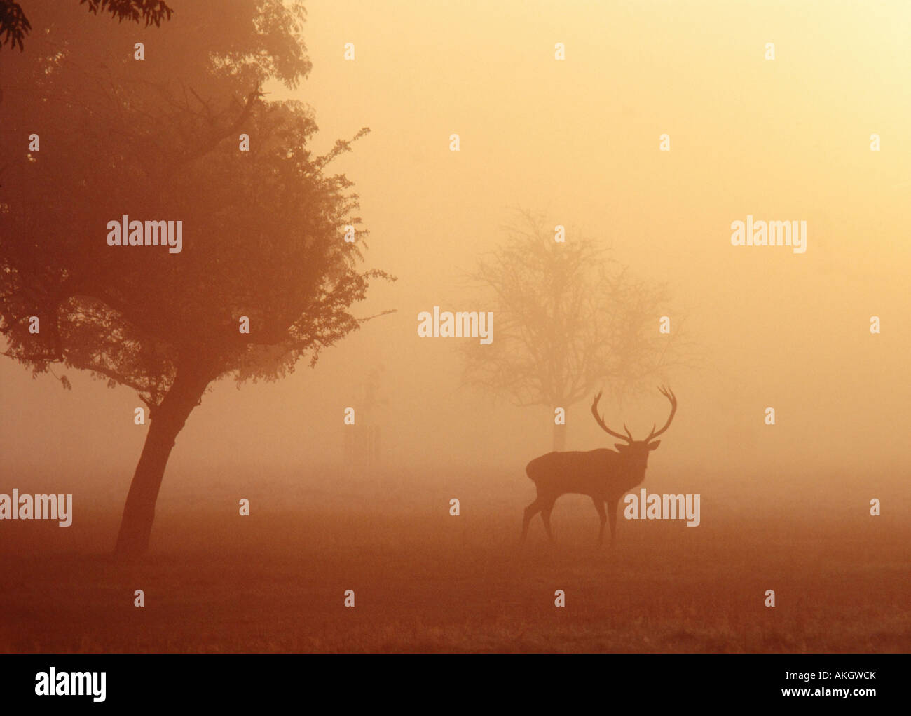 Stag in mist hi-res stock photography and images - Alamy