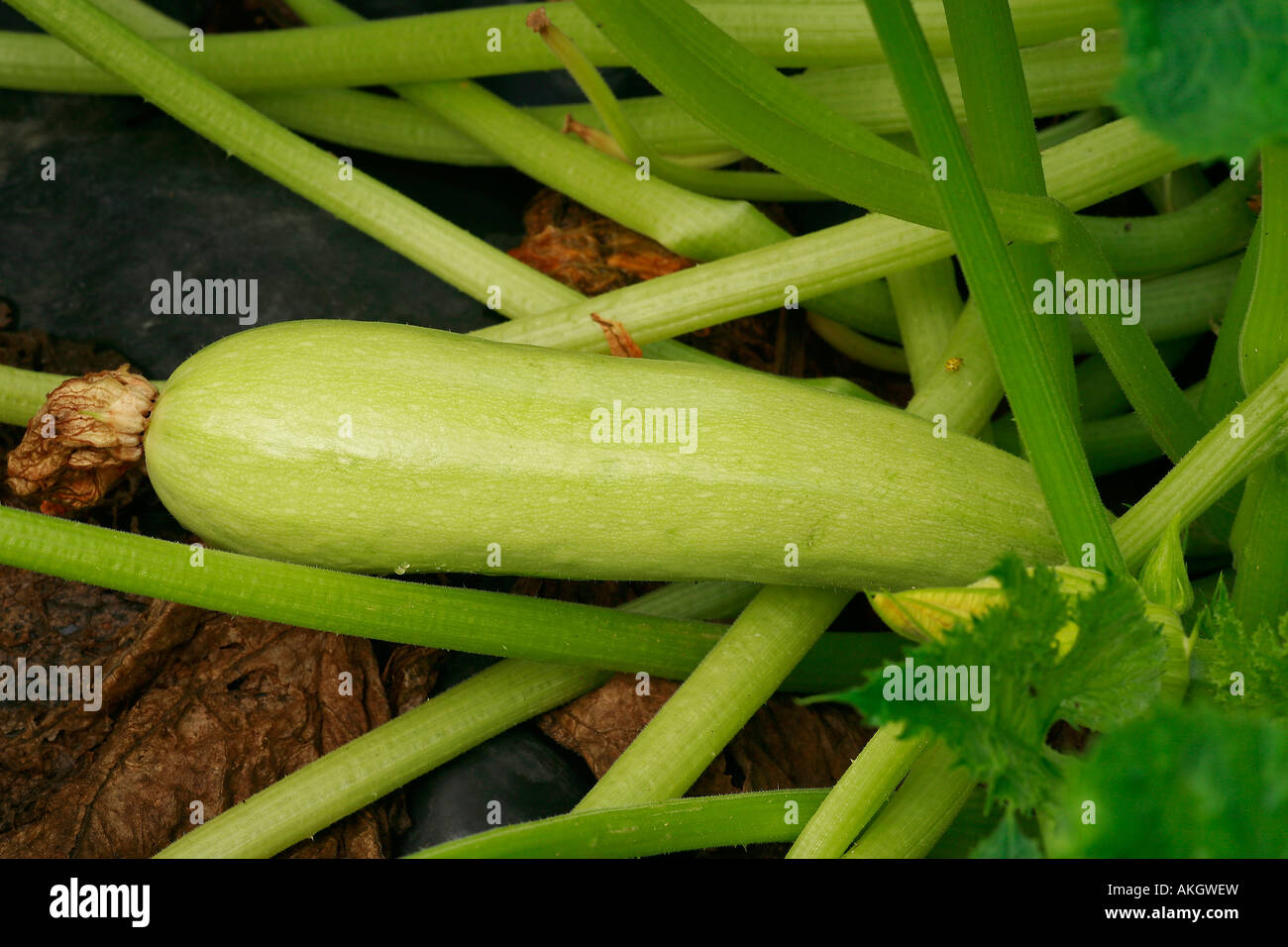 Cucurbita peppo "Bianca della Virginia Stock Photo - Alamy