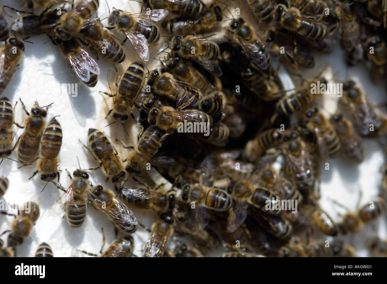 Honey bee hive bee apis hi-res stock photography and images - Alamy