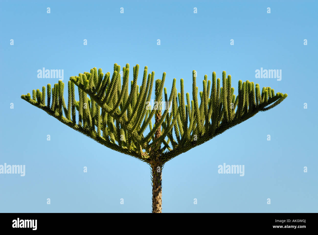 The top of a pine tree Stock Photo - Alamy