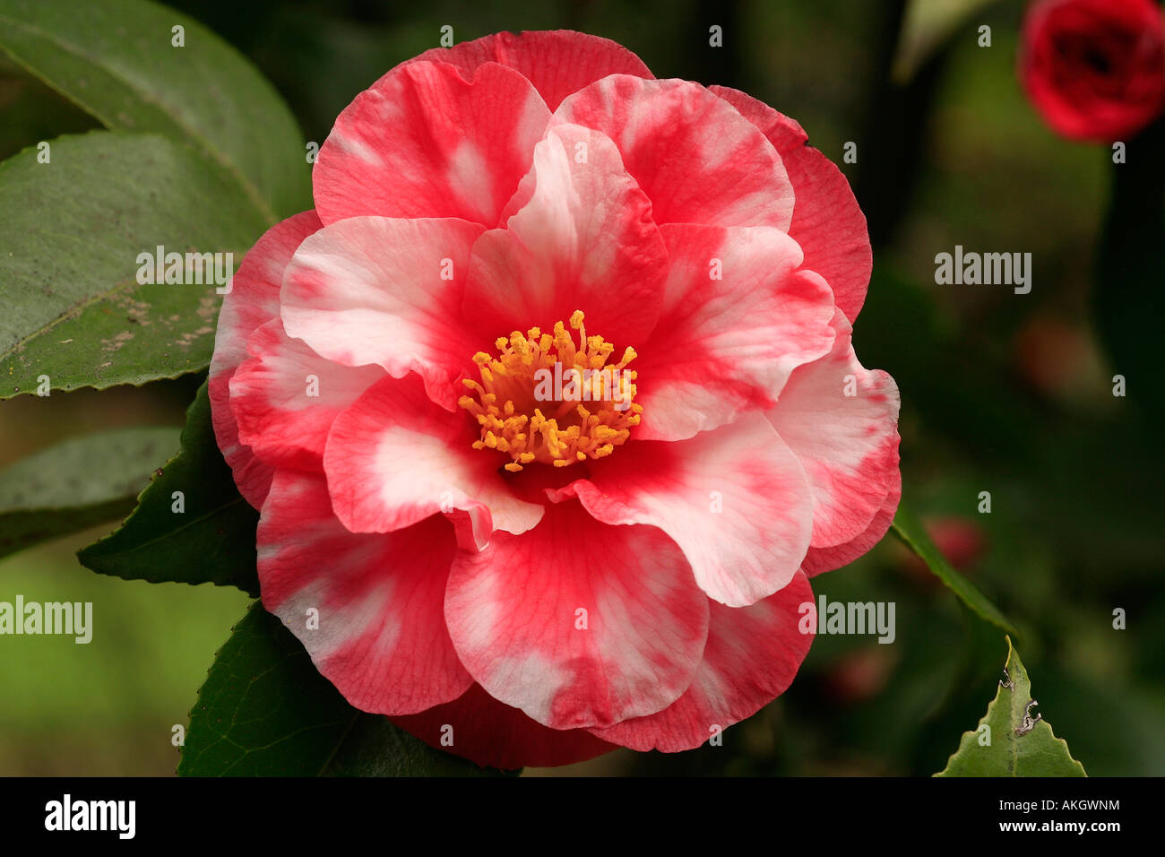 Sonnet Stock Photos & Sonnet Stock Images - Alamy