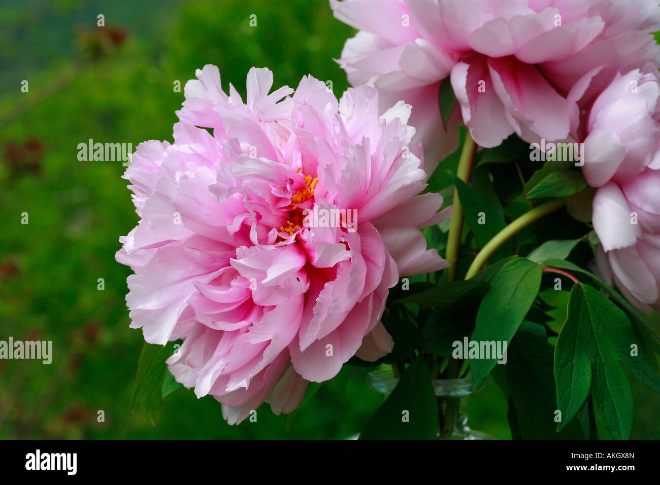 Peony in vase Stock Photo - Alamy