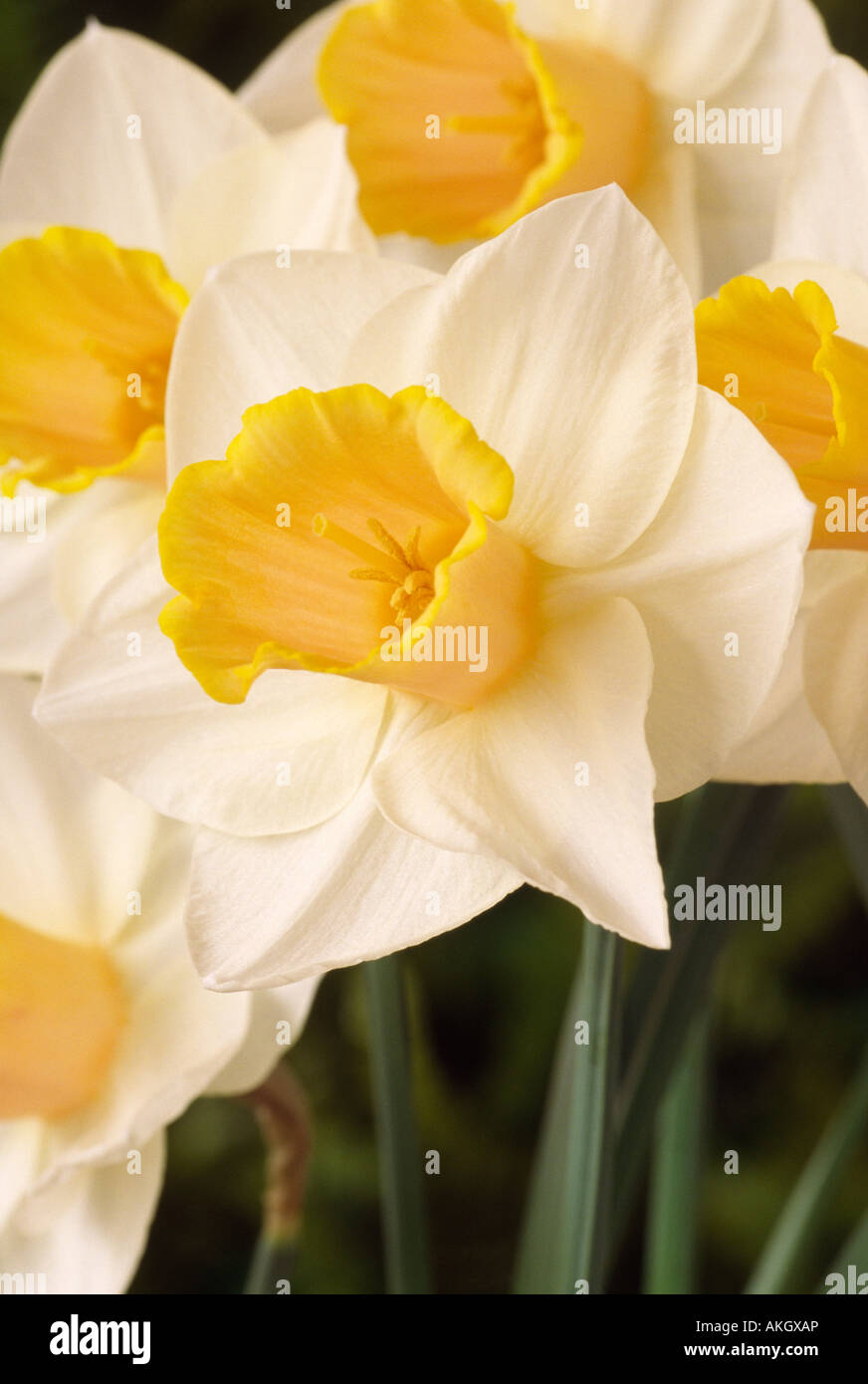 Narcissus 'Salome' AGM (Daffodil) Division 2 Large-cupped. Close up of ...