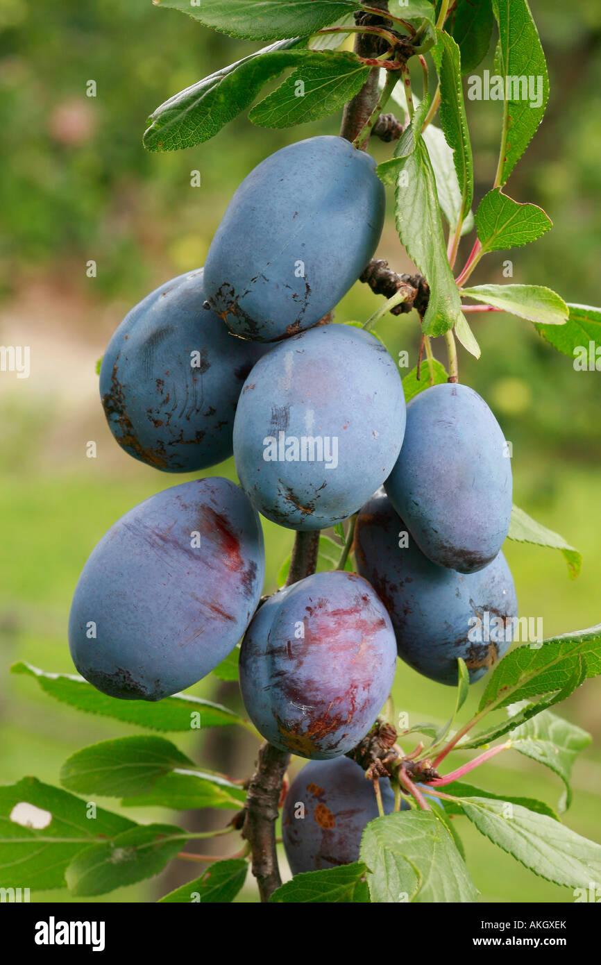 Prunus domestica "Santa Clara Stock Photo - Alamy