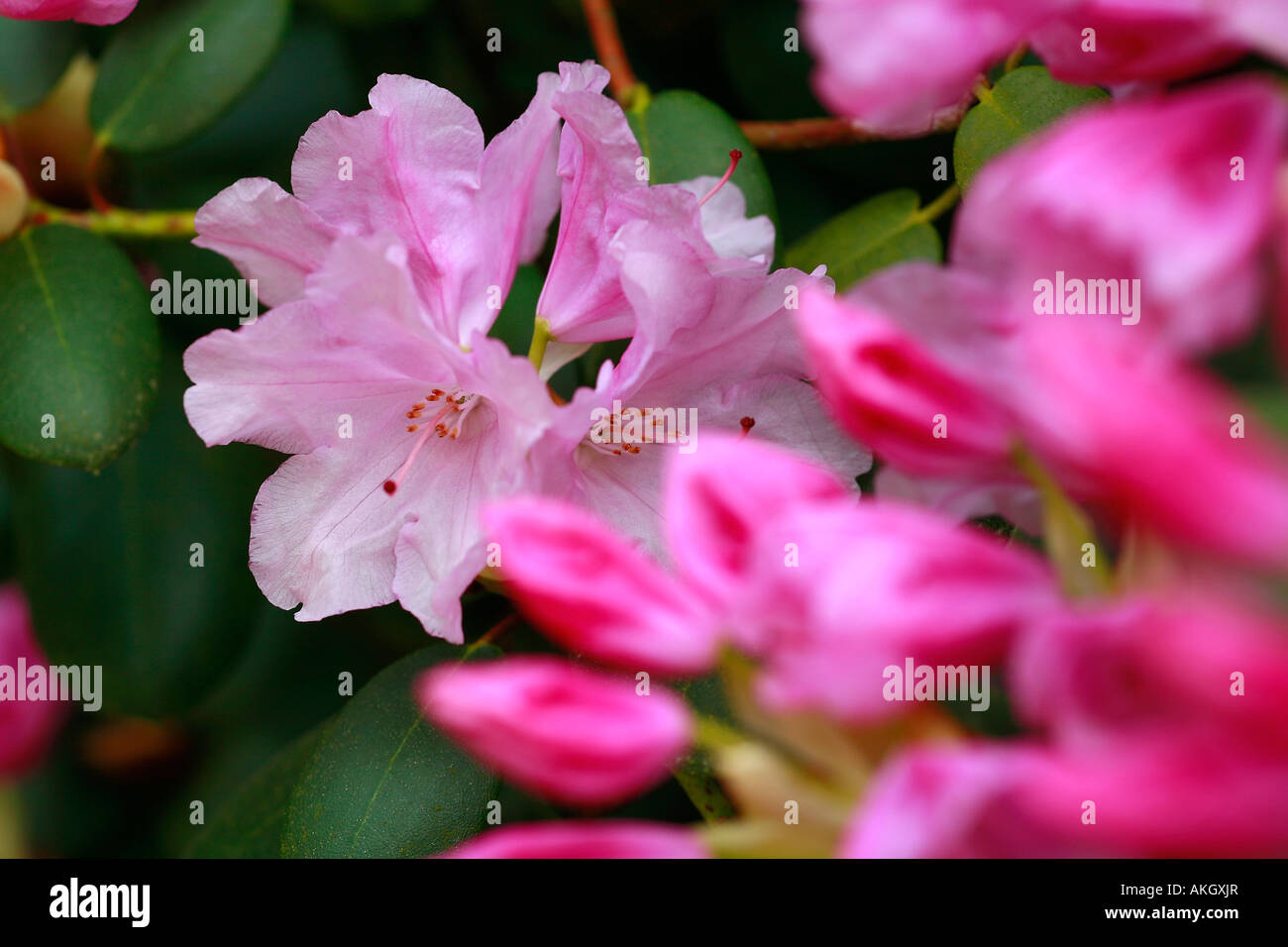 Rhododendron doc hi-res stock photography and images - Alamy