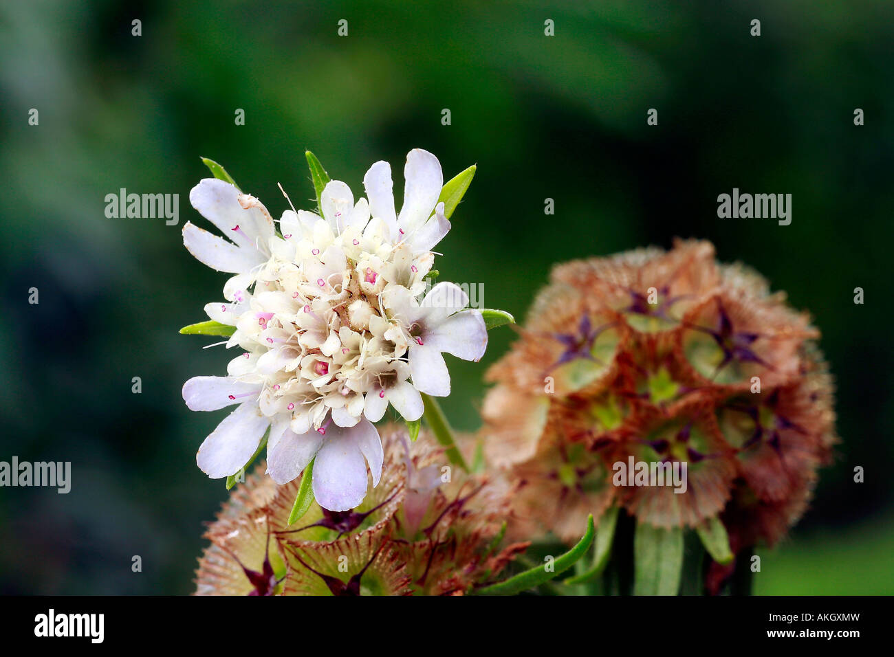 Scabiosa stellata hi-res stock photography and images - Alamy