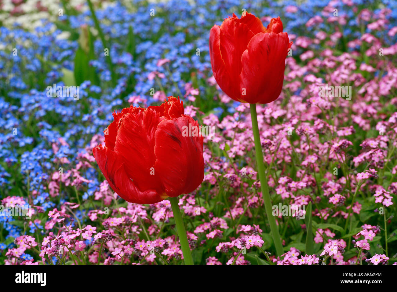 Karel Doorman Stock Photos & Karel Doorman Stock Images - Alamy