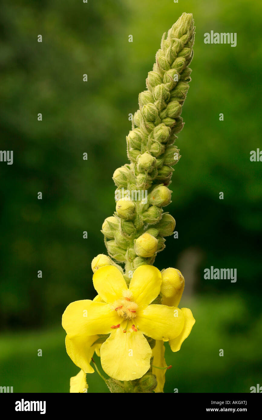 Thapsus hi-res stock photography and images - Alamy