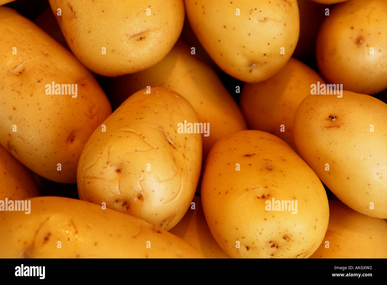 Potato maris piper harvest hi-res stock photography and images - Alamy