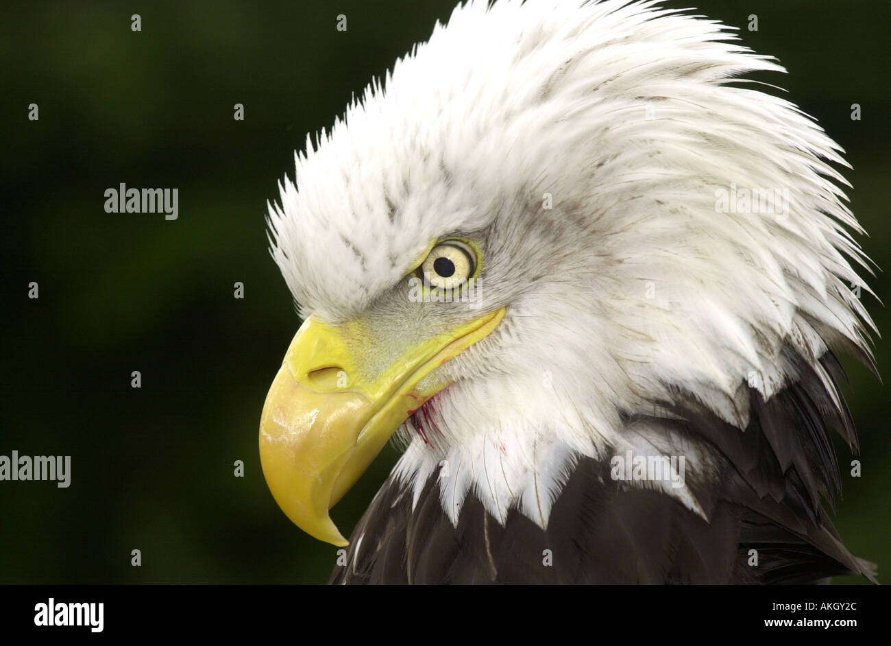 Bald Eagle called Apache in captivity at Whipsnade Zoo Bedford shire UK ...