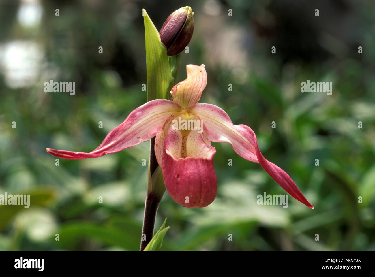 Phragmipedium phragmipedium sedenii hi-res stock photography and images ...